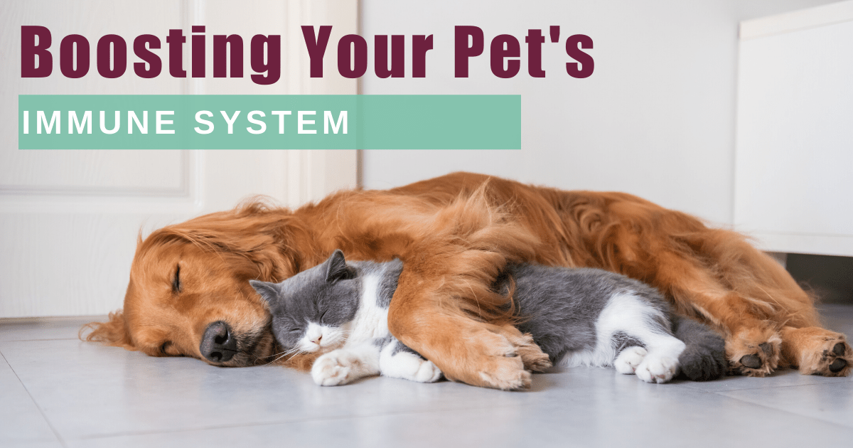 How to Boost Your Cat or Dog’s Immune System... | BHV