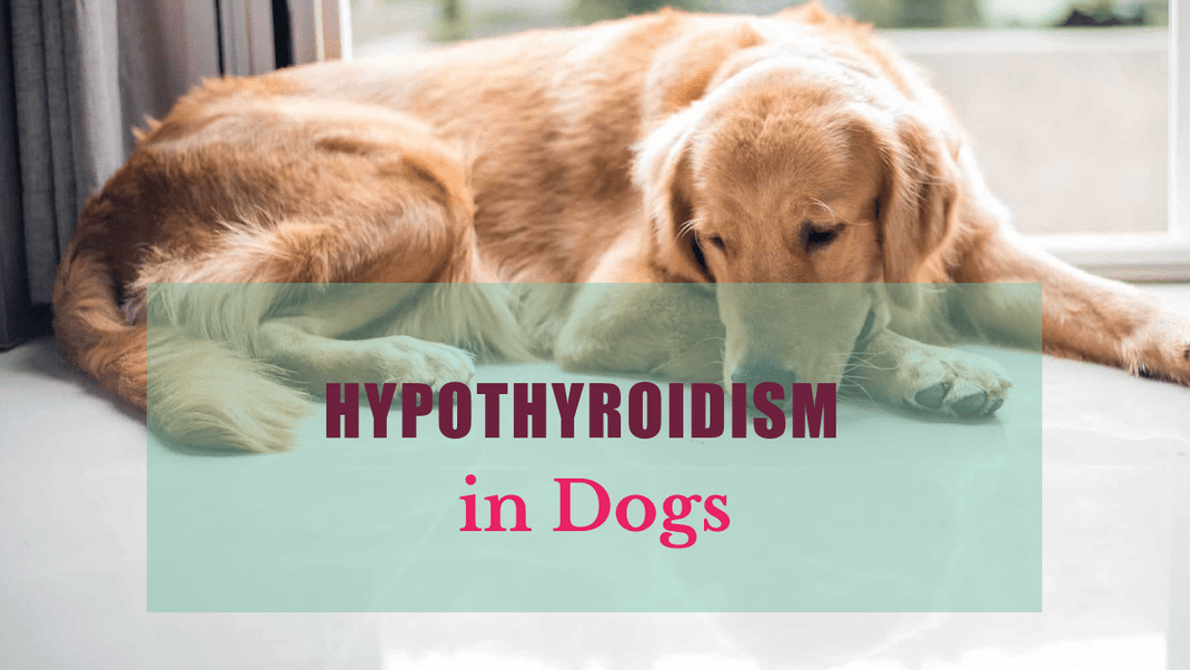 Hypothyroidism in Dogs | Boulder Holistic Vet