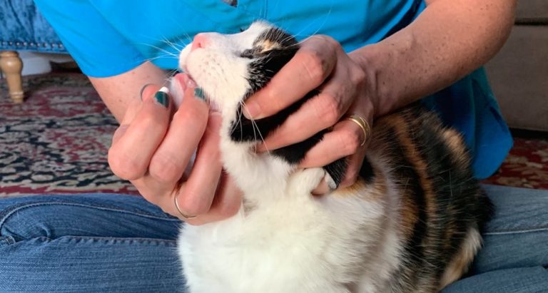 How To Medicate Your Cat Boulder Holistic Vet